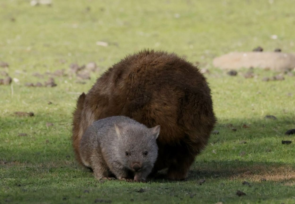 Top marks for new champion of wombats