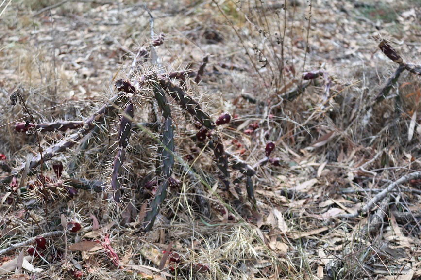 Tiger pear target of new biological trial in Camden