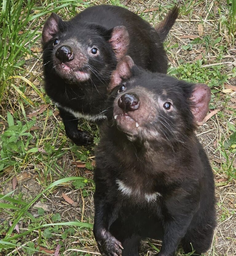Tasmanian devils now call Bargo wildlife sanctuary home