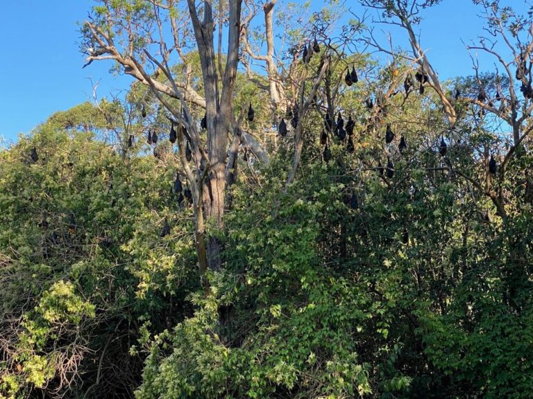 Restoration works under way at two flying fox camps