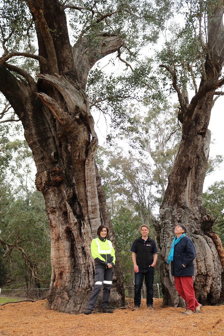 Ancient Cumberland Plain giants will live on for hundreds of years