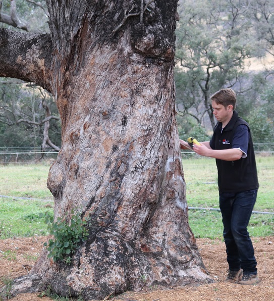 Ancient Cumberland Plain giants will live on for hundreds of years