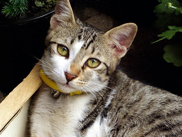 Better deal for impounded cats and dogs in Camden, Campbelltown