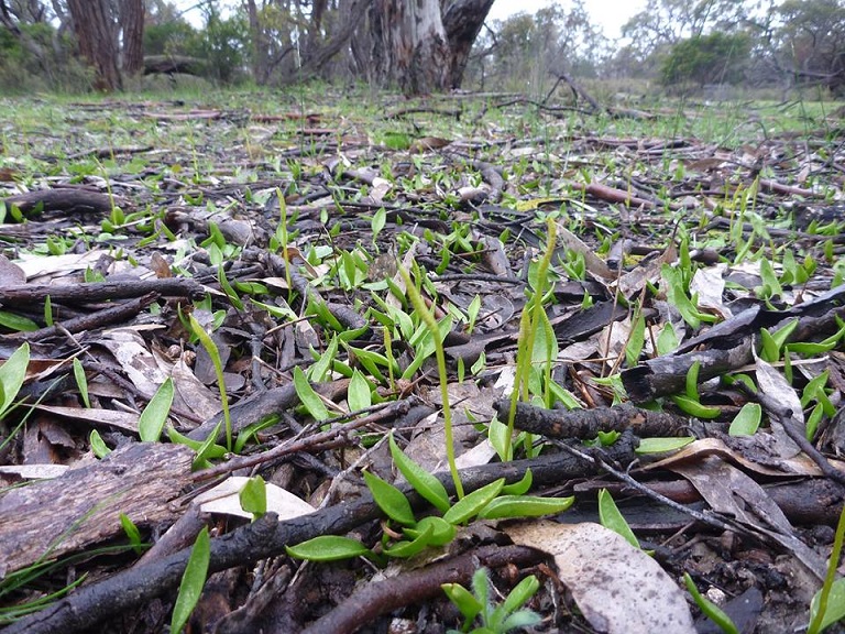 Native vegetation restoration project a big success
