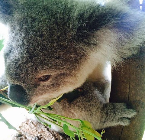Campbelltown's new koala plan: protect and nurture