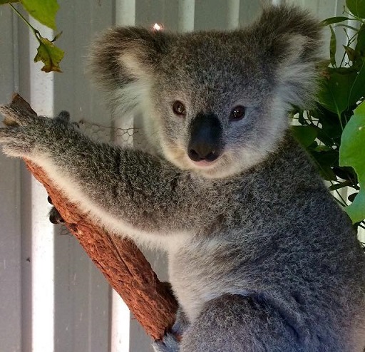 Wollondilly koala survey casts wide net