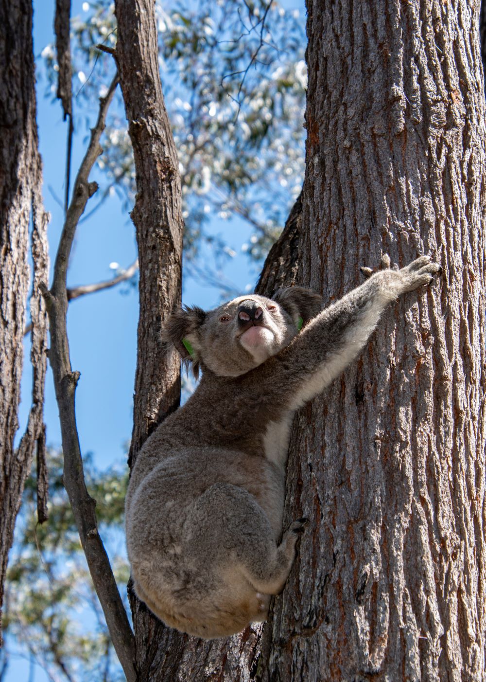 Koala corridors, crossings on Appin Road get the thumbs up
