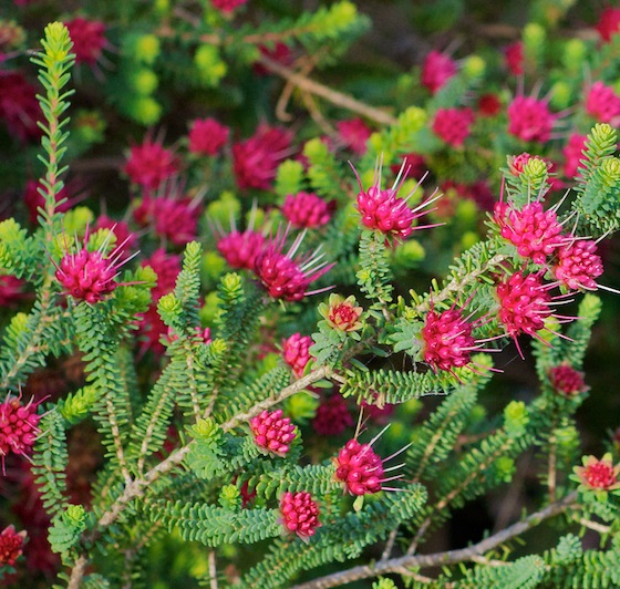 Guide lists benefits of native approach to gardening