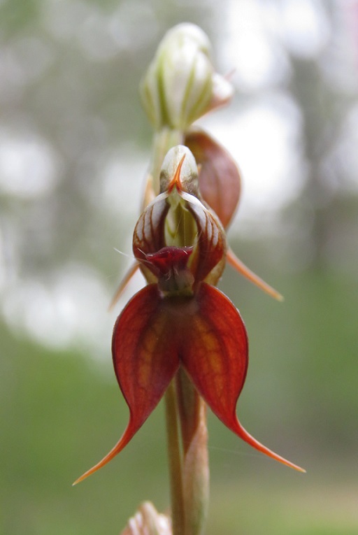Rare native orchid discovered during weed removal campaign