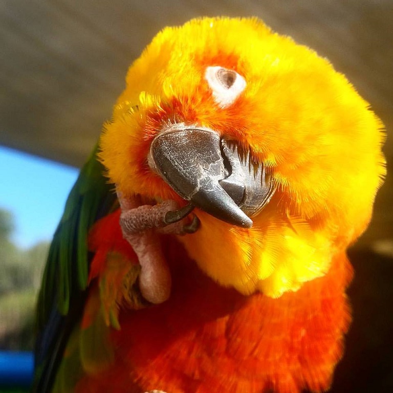 Exotic birds to put on spectacular show at our botanic garden