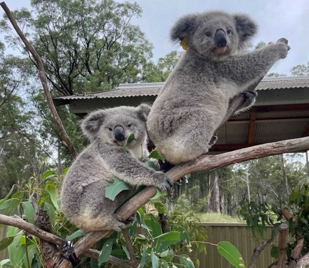 Call for residents to plant a tree for Wild Koala Day